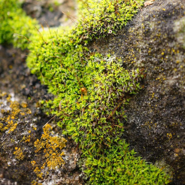 How to Remove Green Algae from Your Patio Fast - Stoneworld